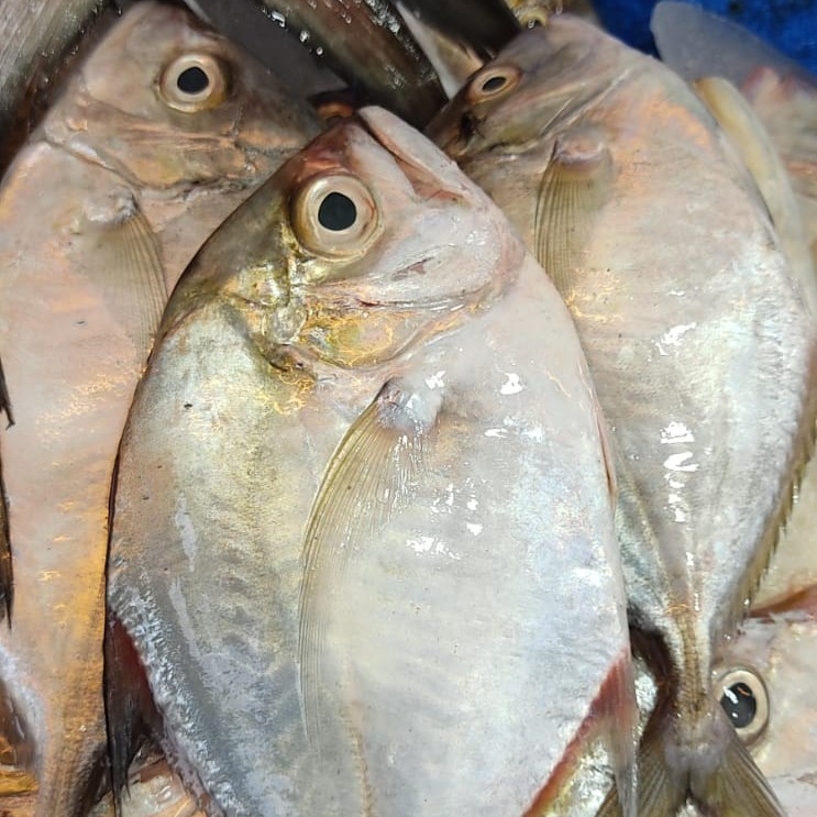 Motta Parai
